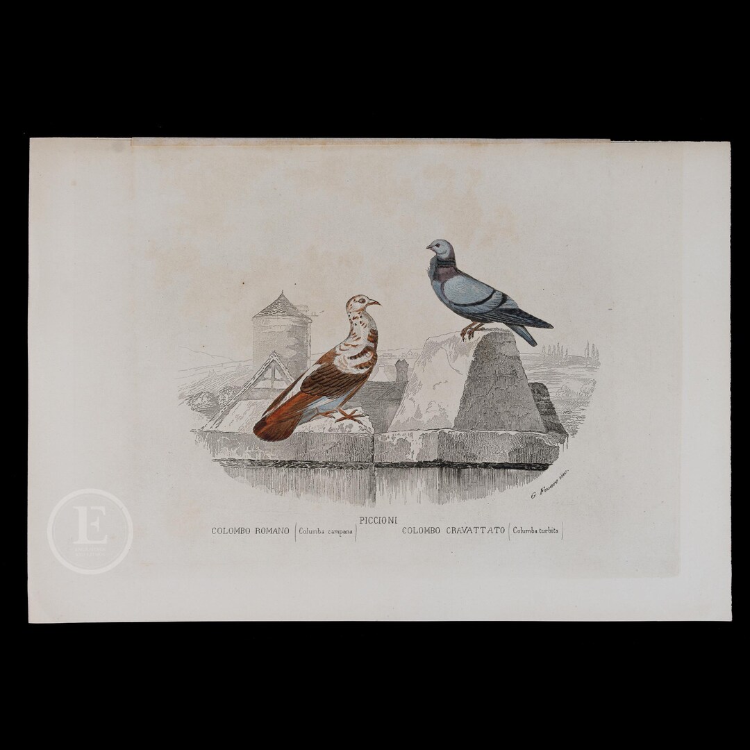 1879 PIGEONS: ROMAN and FRILLBACK - Hand-colored Steel Engraving From ...