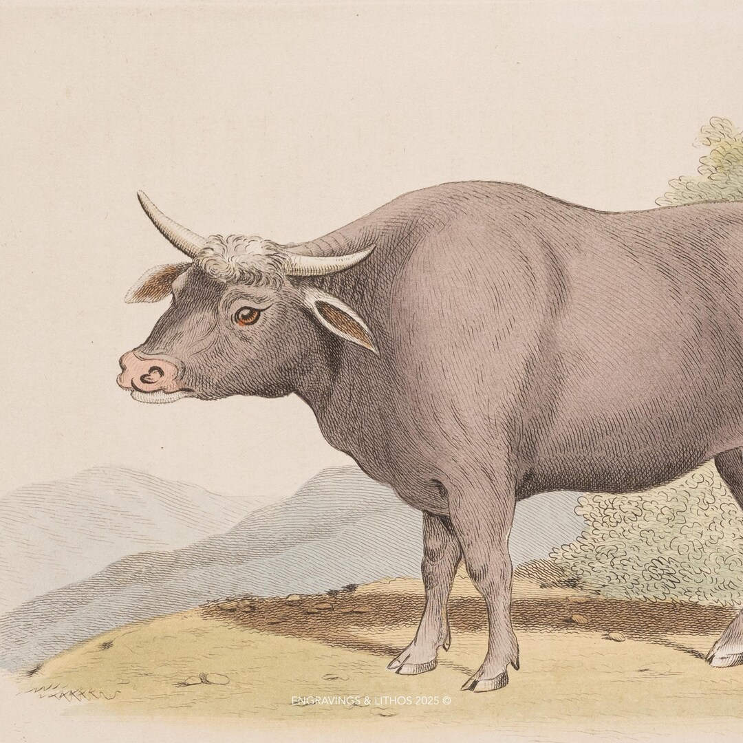 1827 – Gayal Cow – Antique Hand-colored Engraving From the Animal ...