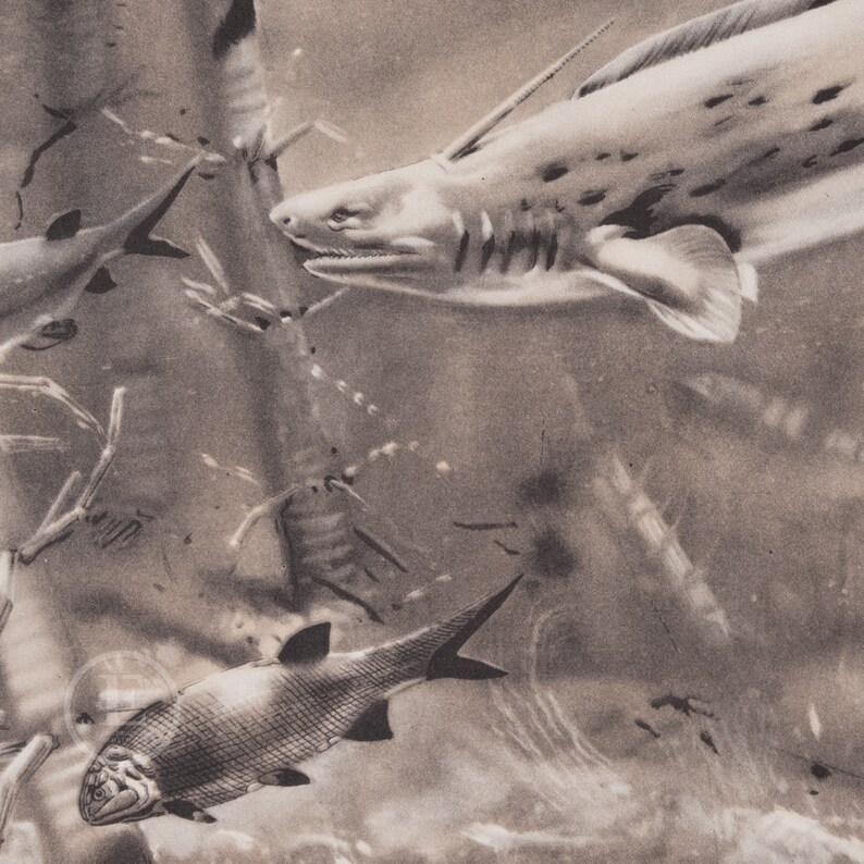 Pleuracanthus and Amblypterus - Beetles and Ray-finned Fish - Original ...