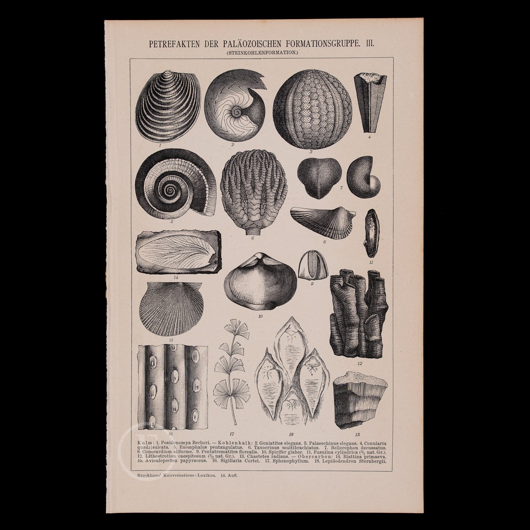 PALEOZOIC FORMATION III: Fossils, Elegans, Sigillaria, Taxocrinus ...