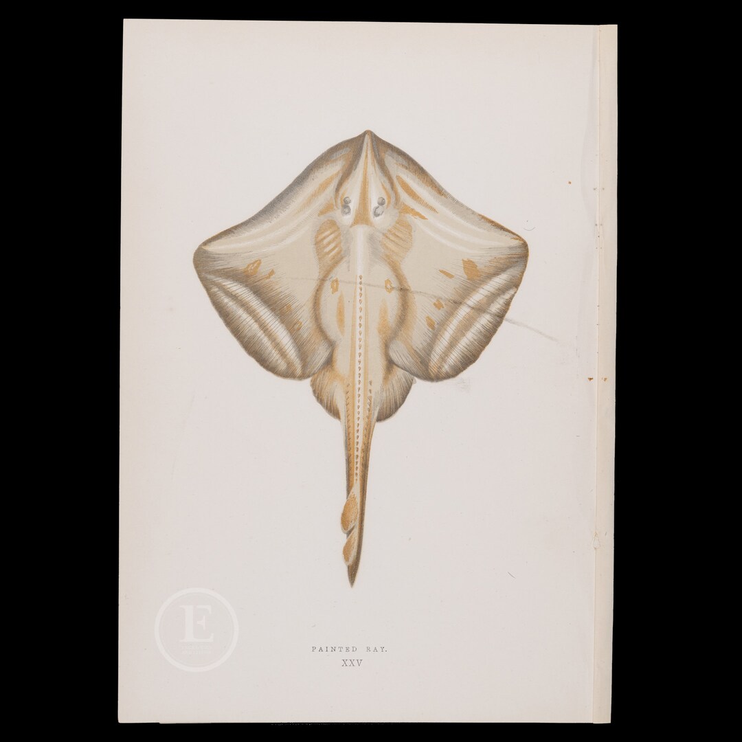 PAINTED RAY - Lithograph 1884, London for "history of the Fishes of the ...