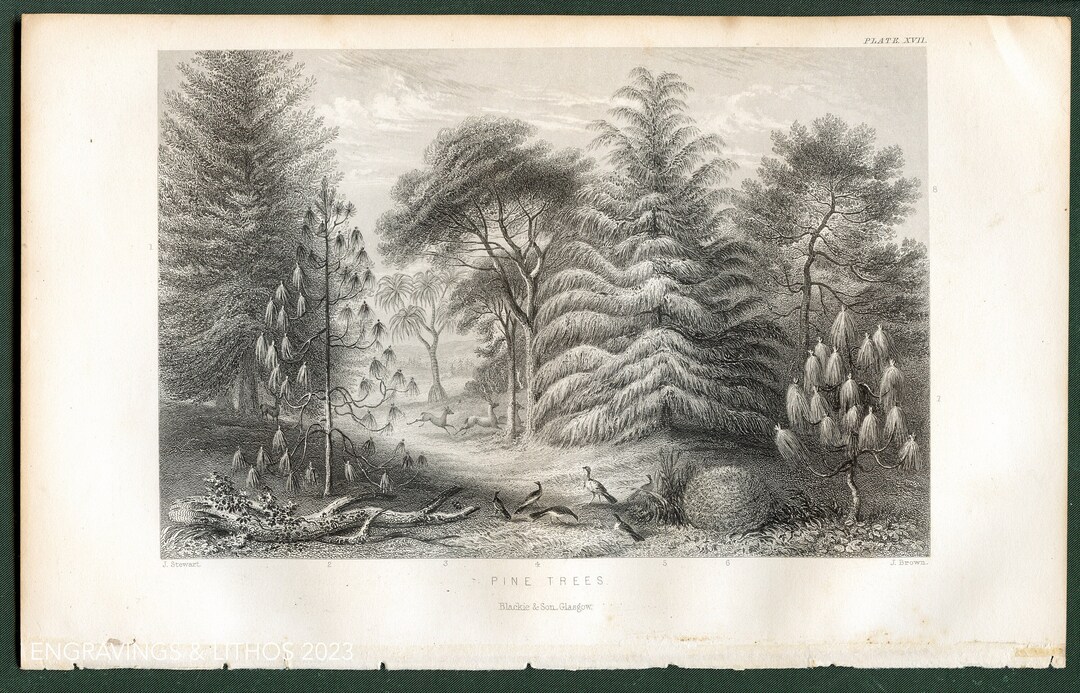 Very Rare - Pine Trees and Birds - 1862 Original Print Out of "a ...