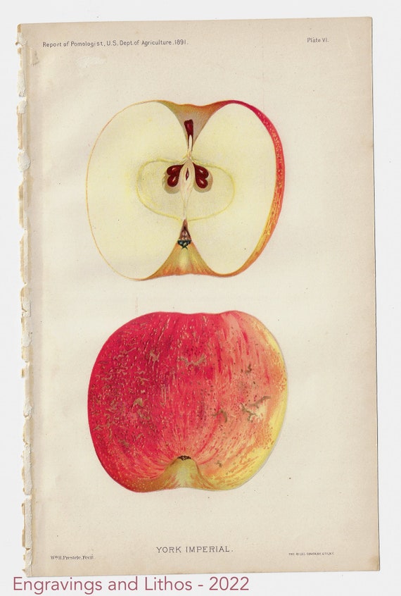 York Imperial ORIGINAL PRINT Out of the Book report of - Etsy