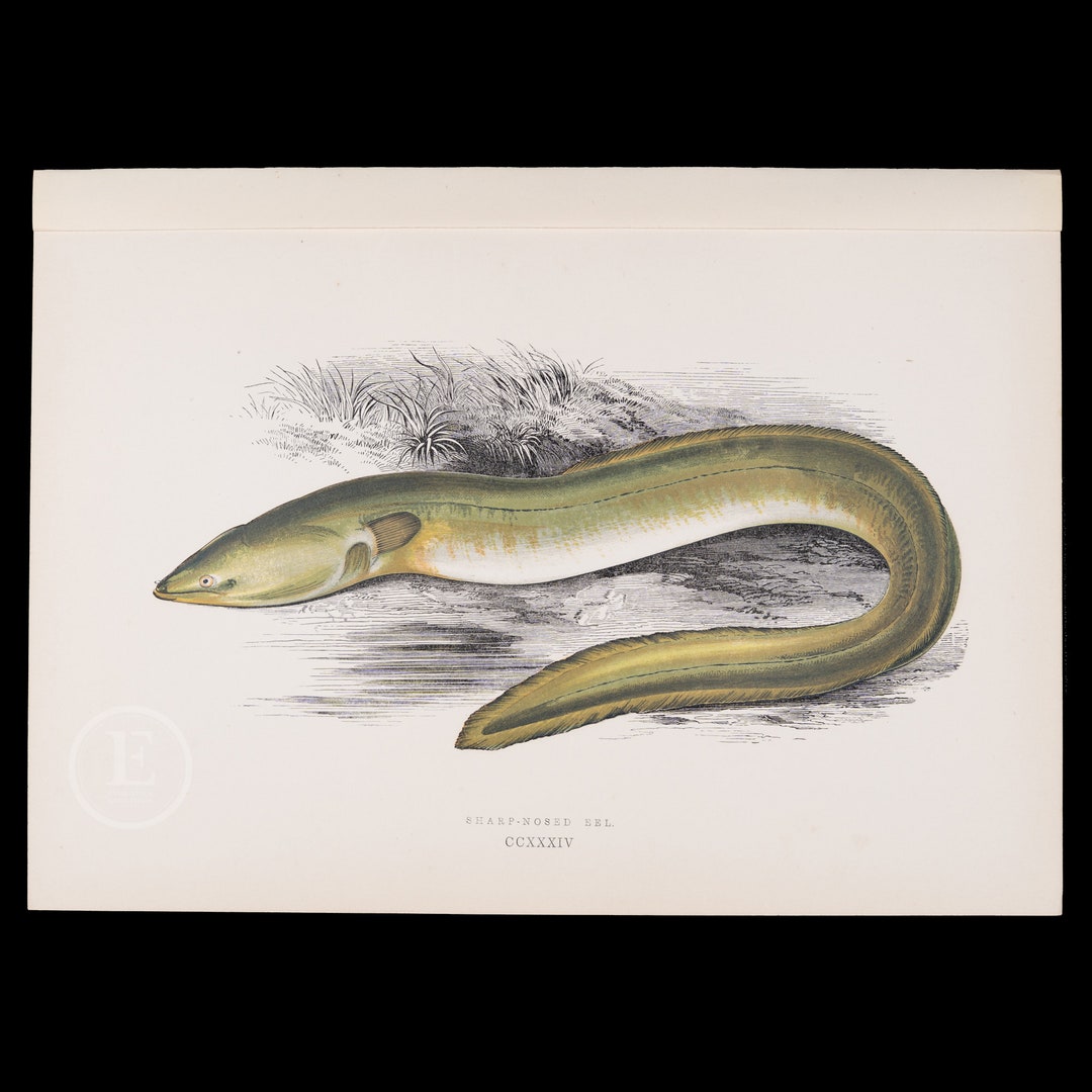 SHARP-NOSED EEL - Lithograph 1884, London for "history of the Fishes of ...