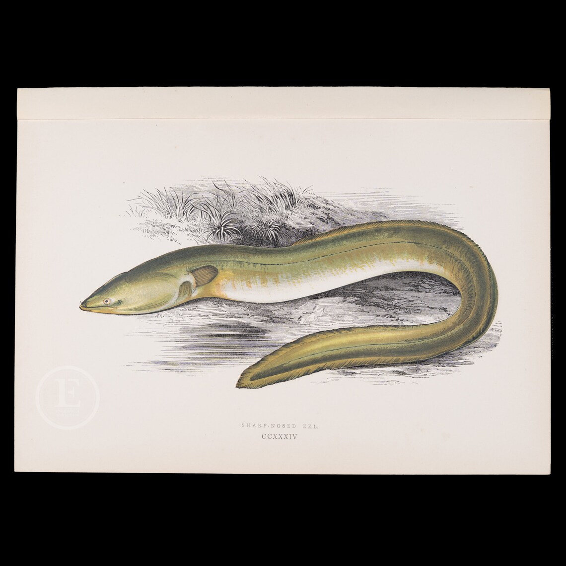 SHARP-NOSED EEL - Lithograph 1884, London for "history of the Fishes of ...