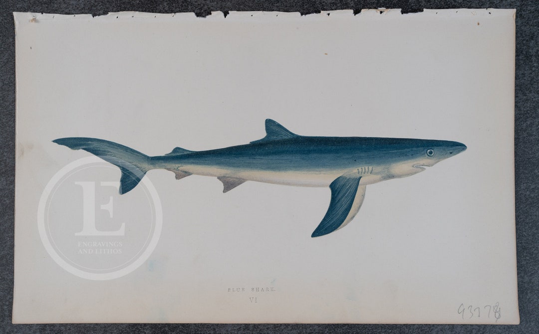 Blue Shark - Lithograph 1884, London for "the Fishes of Great Britain ...