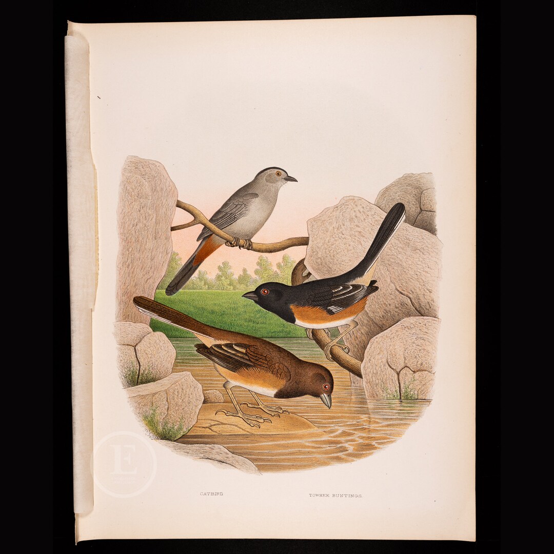 Catbird and Towhee Buntings - Beautifully Chromolithographed Print From ...