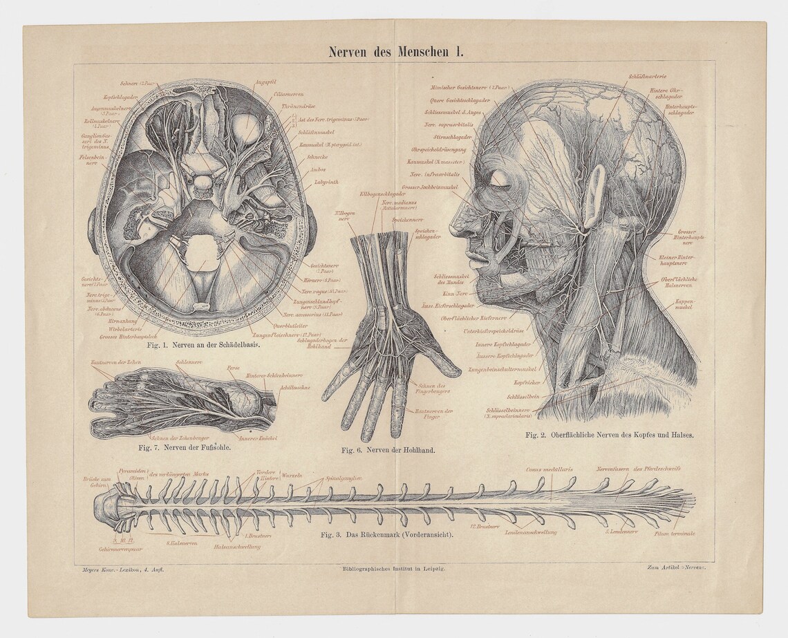 Nerves of a Man - Original Color Lithography From Meyers Lexikon 1897 ...