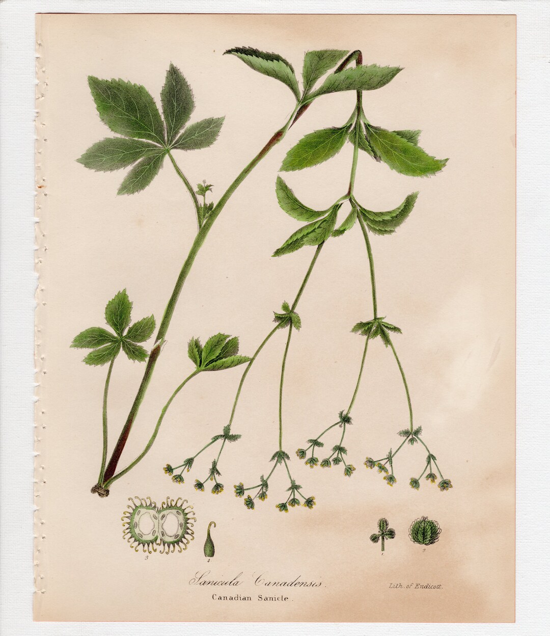 Canadian Sanicle - ORIGINAL PRINT Out of the Book "a Flora of the State ...
