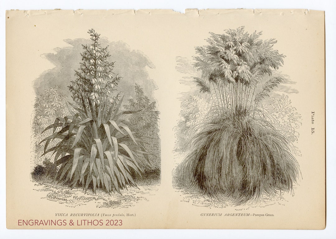 Curve-leaf Yucca and Pampas Grass - Original Plate From "the Gardener's ...