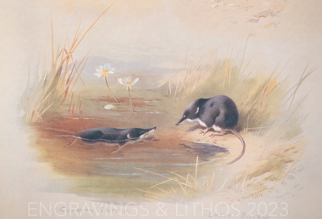 Common Shrew, Water Shrew and Lesser Shrew - Vintage Print From the ...