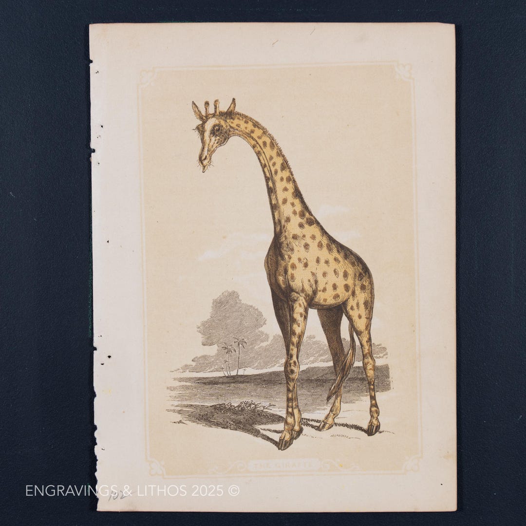 1851 THE GIRAFFE - Antique Lithograph – Original the Natural History of ...
