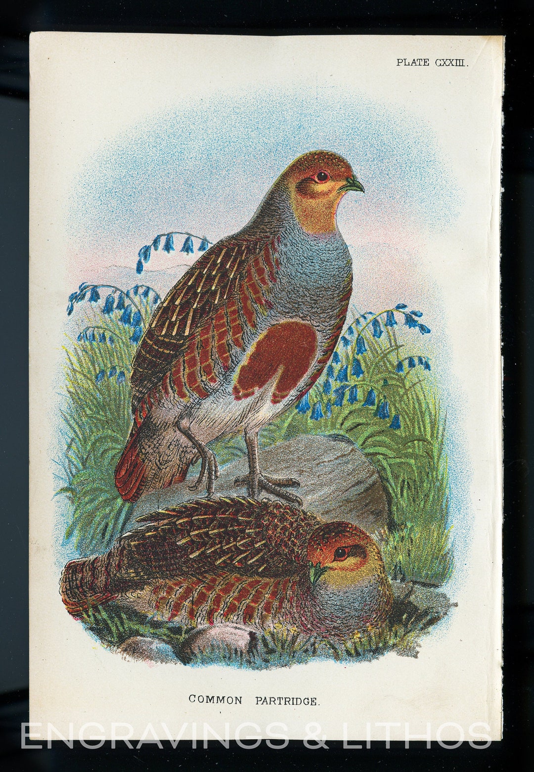 Common Partridge Bird - Original Color Lithography From a Hand-book to ...