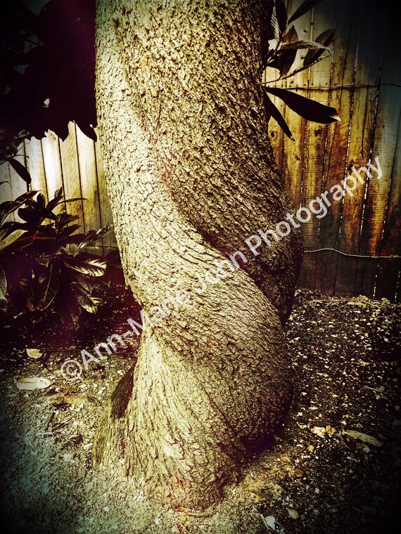 Items similar to Twisted Tree Trunk, Prints wall art, Wall art decor ...