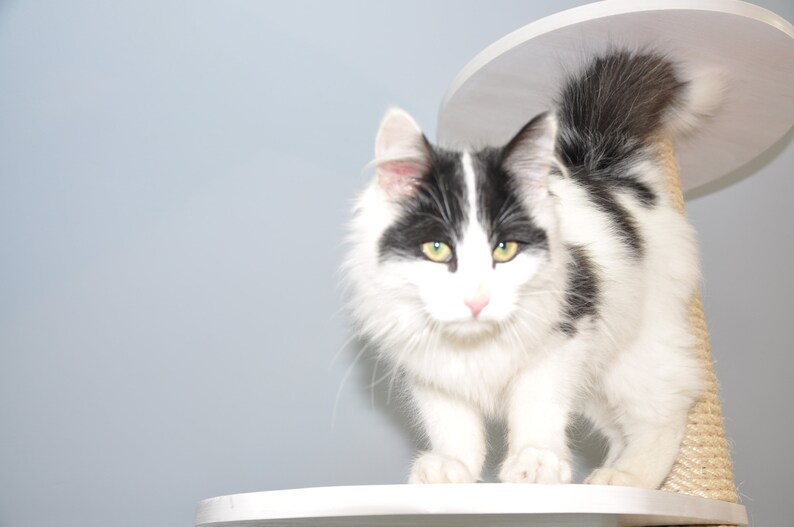 Katzenbaum Basic 3M stabil schwere Basis schön und - Etsy.de