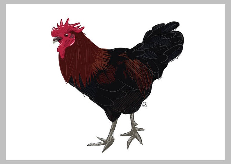 Morris the Maran - Signed A4 Fine Art Giclée Print - Etsy