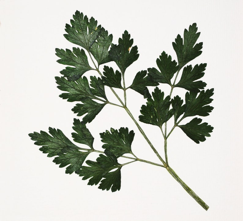 Parsley Kitchen Art Dried Herb Decor Culinary Art Foodie | Etsy