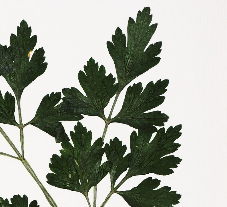 Parsley Kitchen Art Dried Herb Decor Culinary Art Foodie | Etsy