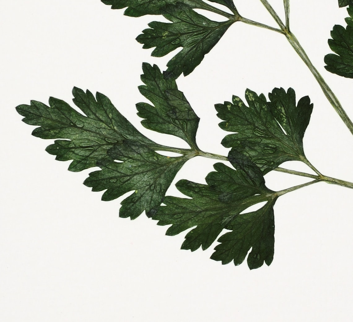 Parsley Kitchen Art Dried Herb Decor Culinary Art Foodie | Etsy