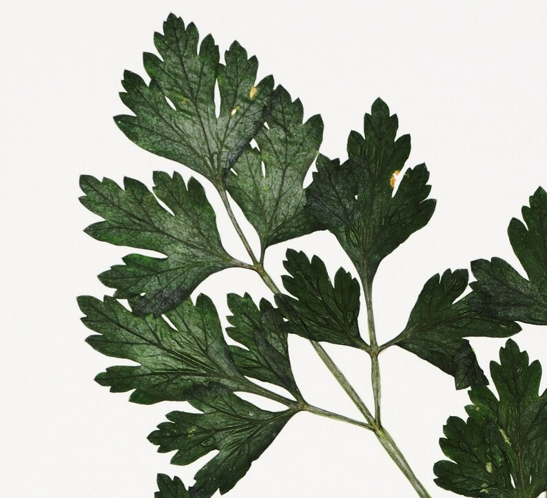 Parsley Kitchen Art Dried Herb Decor Culinary Art Foodie | Etsy