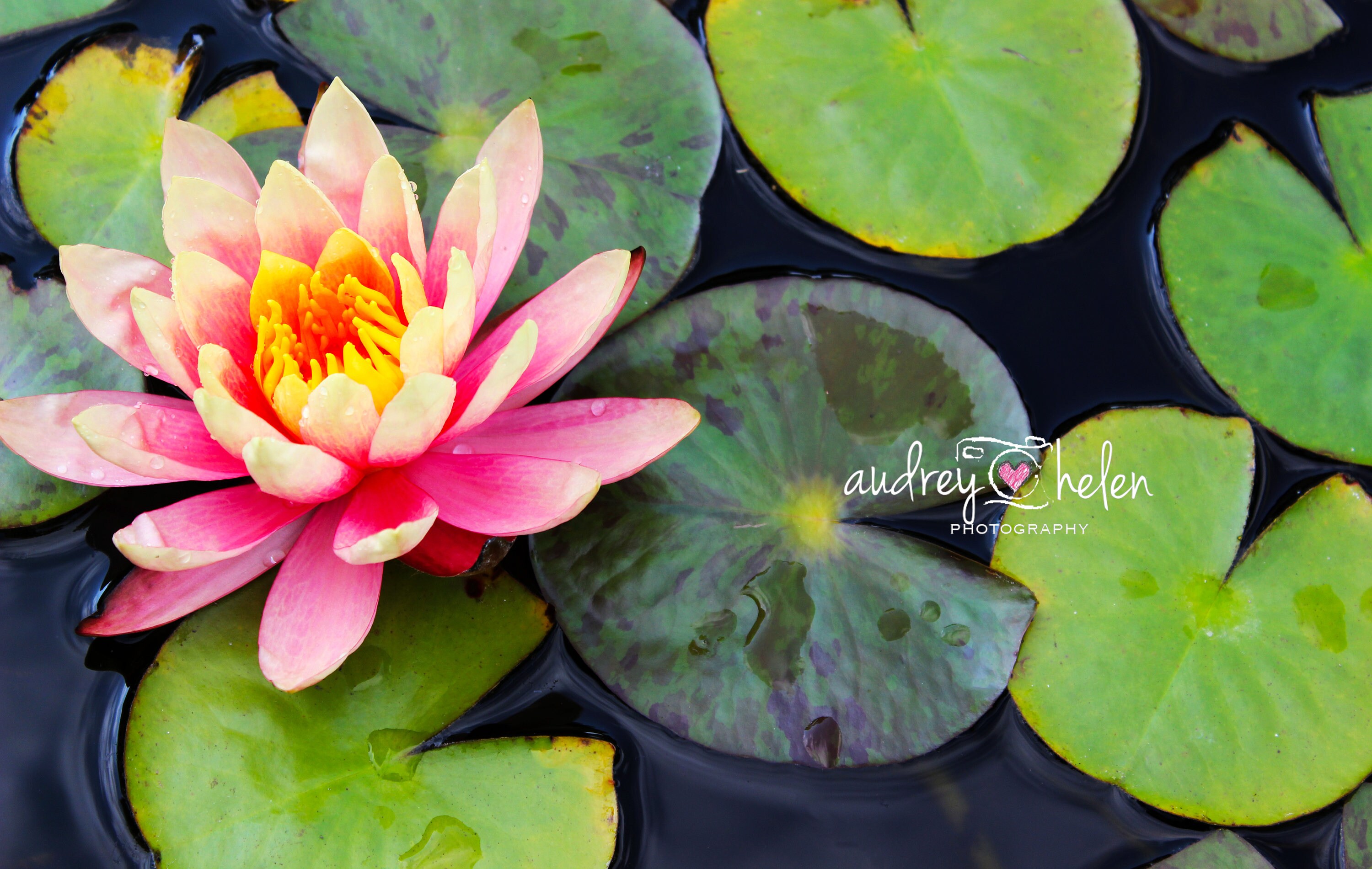 Spring Lily Pads - Etsy