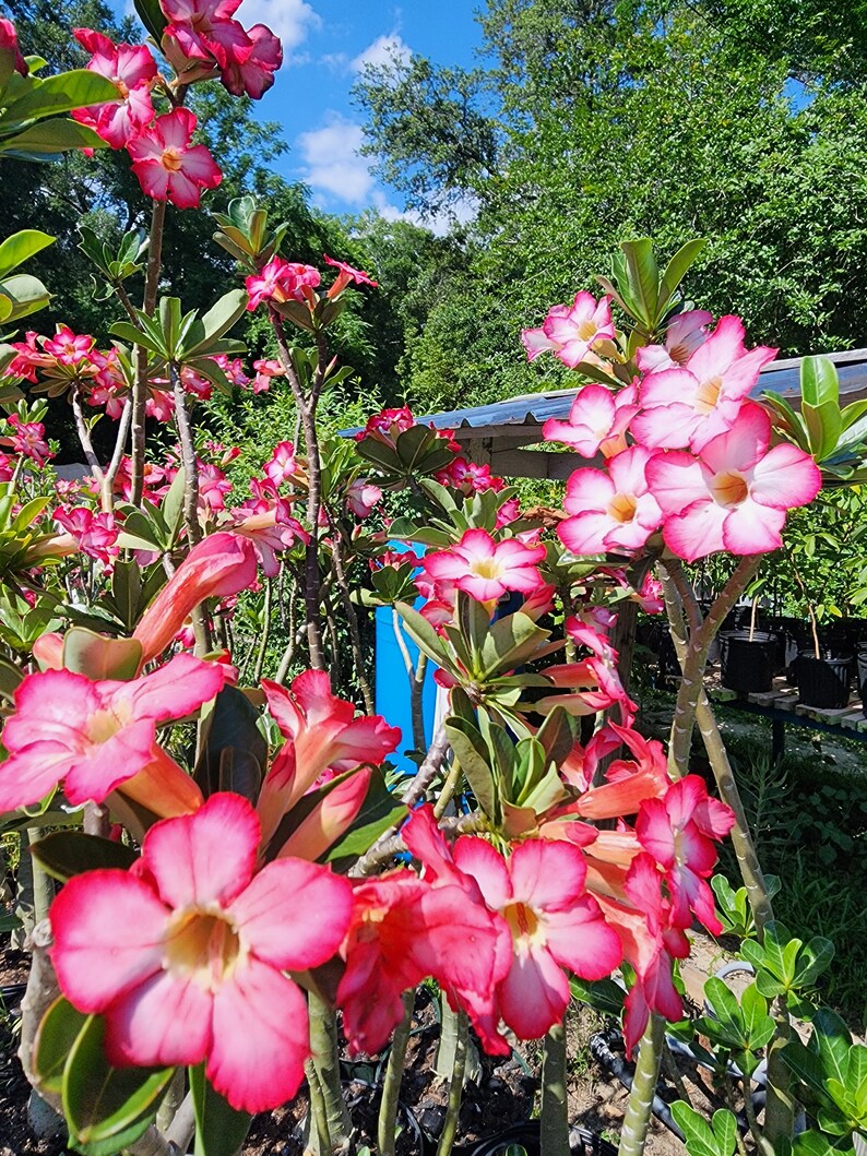 DESERT ROSE , Yak Japan Very Rare , Great Specimens - Etsy