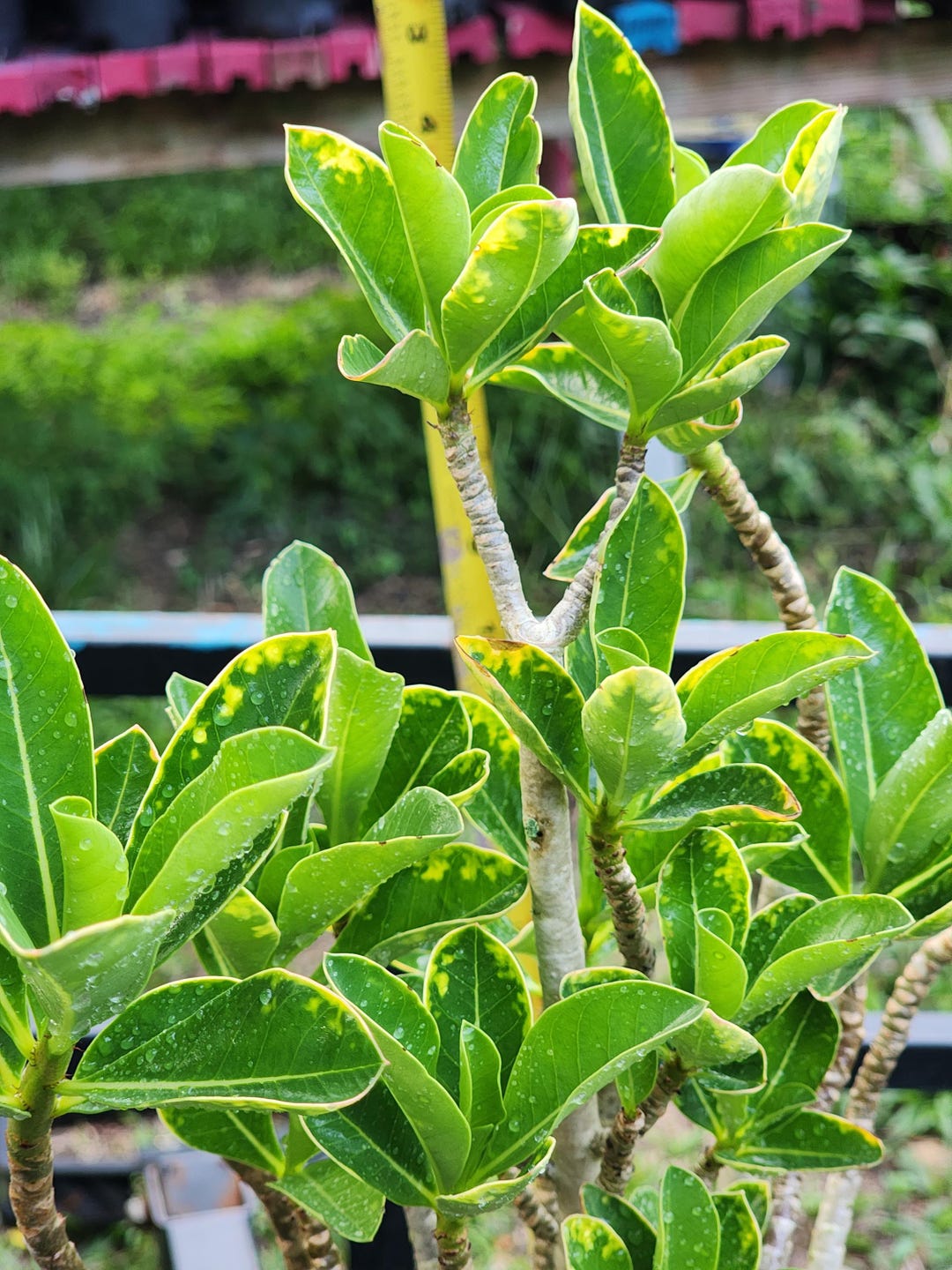 DESERT ROSE , (#L) Variegated Thai Soco,, ! , Succulent , Must Have ...
