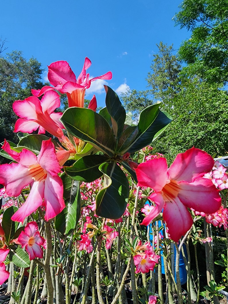 DESERT ROSE , Yak Japan Very Rare , Great Specimens - Etsy