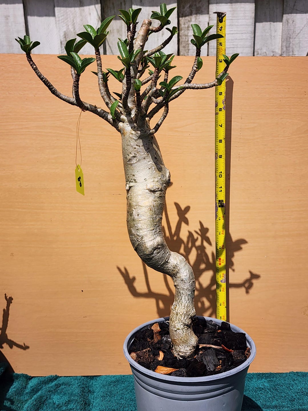 DESERT ROSE , (#80) Thai Soco Tower Style , Succulent , Must Have ! - Etsy