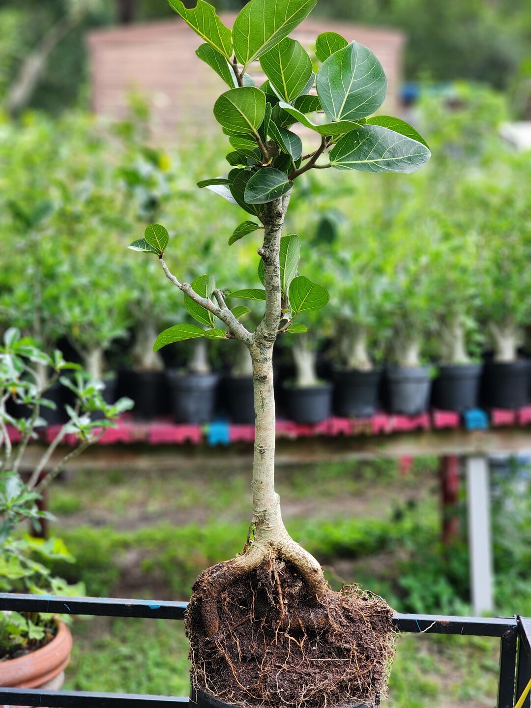 Ficus Benghalensis Tree Pre - Bonsai Tropical TREE Ornamental Banyan ...
