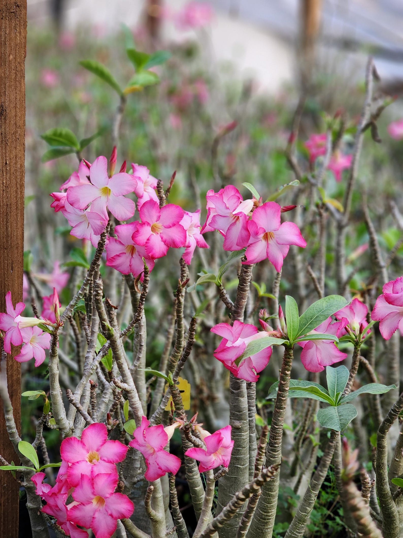 DESERT ROSE , Thai Soco,, ! , Succulent , Must Have ! - Etsy