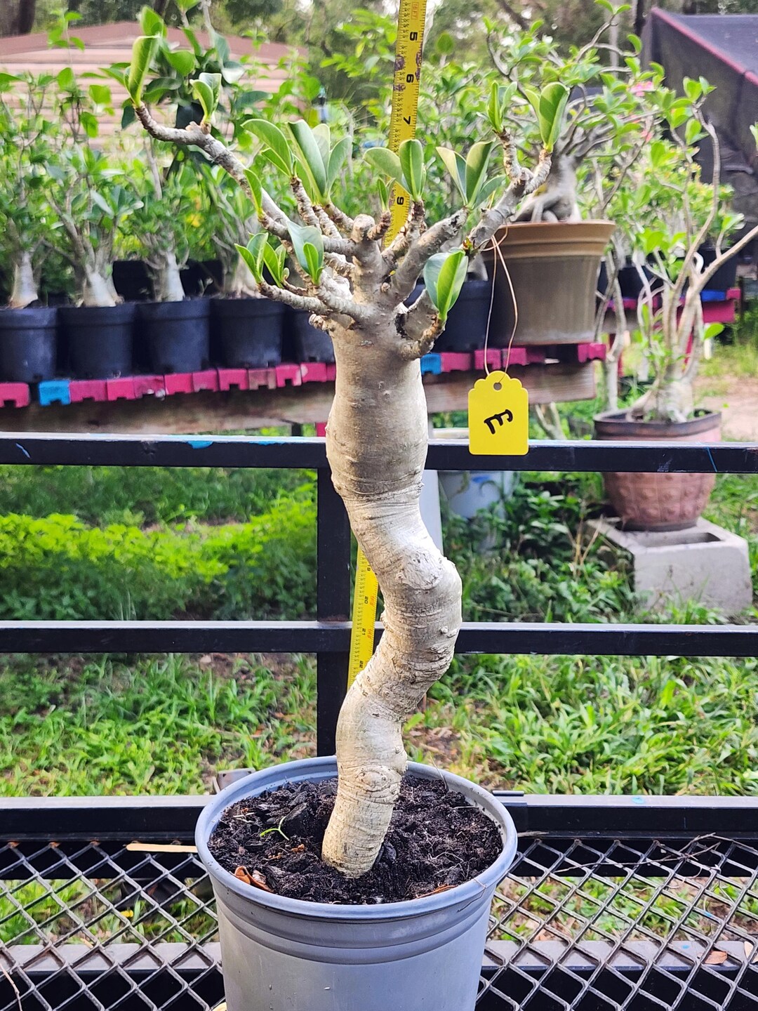 DESERT ROSE , (#E) Thai Soco Tower Style , Succulent , Must Have ! - Etsy