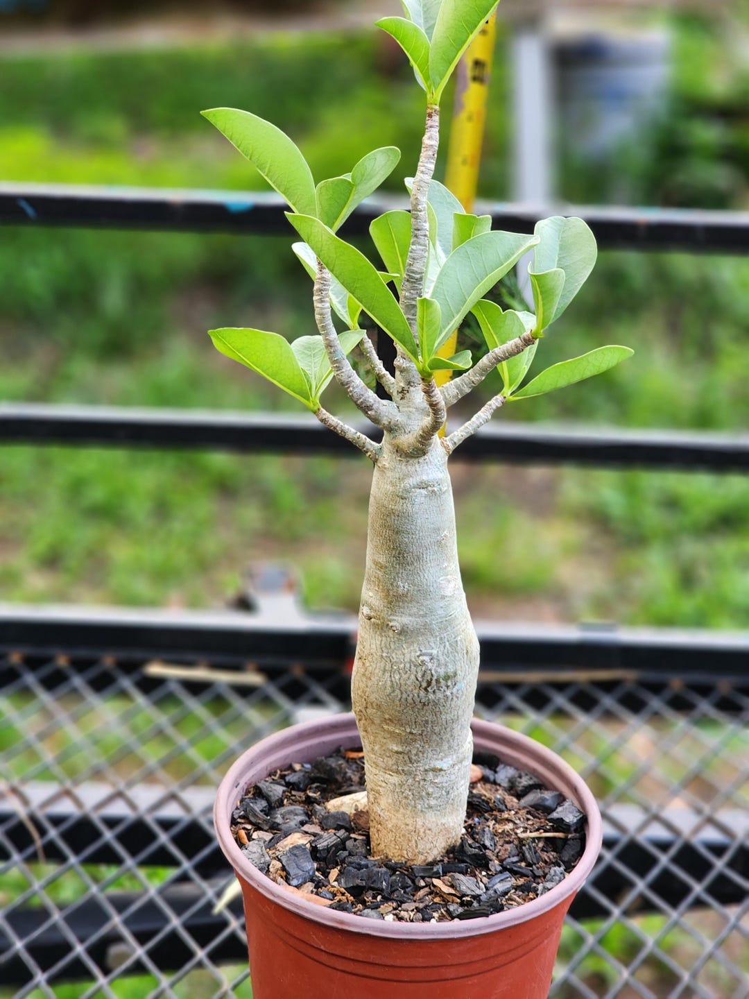 DESERT ROSE , (#F) Thai Soco Tower Style , Succulent , Must Have ! ! - Etsy