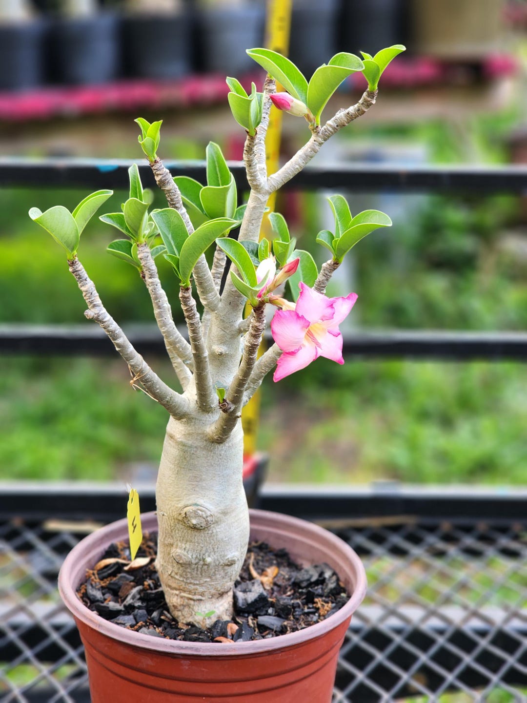 DESERT ROSE , (#H) Thai Soco Tower Style , Succulent , Must Have ! - Etsy
