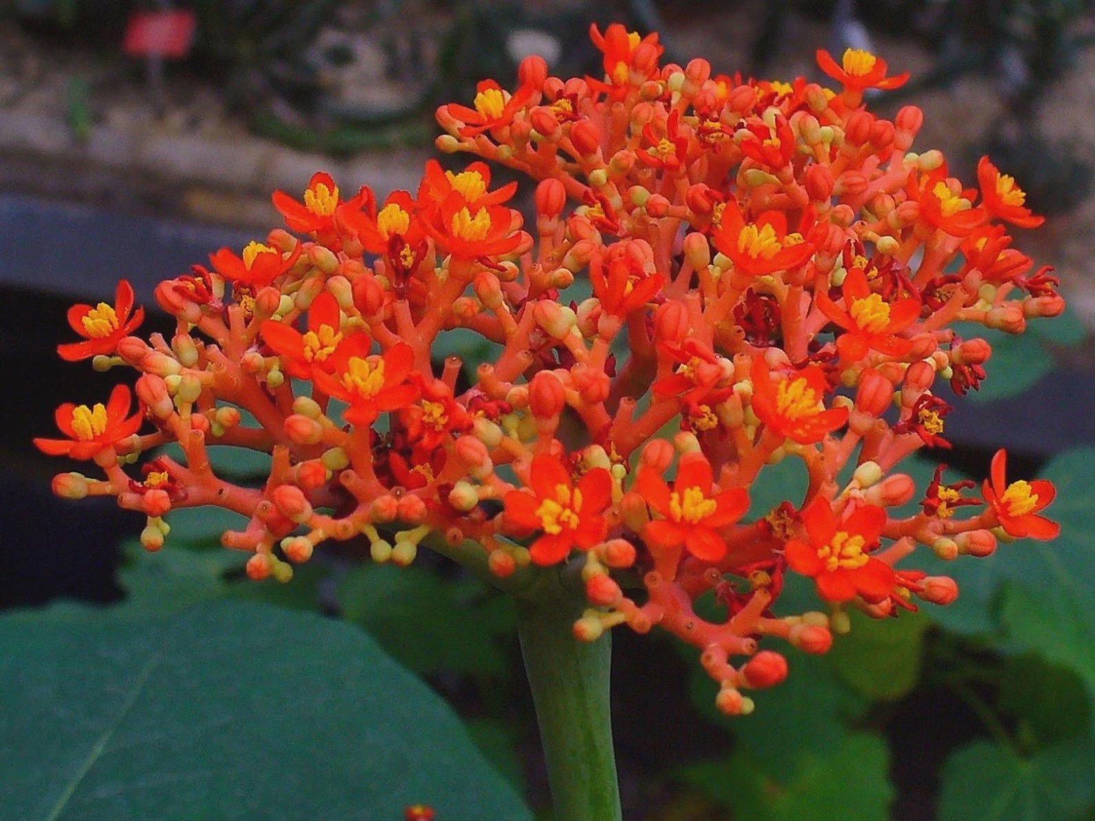 RARE! Buddha Belly Plant Butterflies Love Them!!!!!! Must Have ! Orange ...