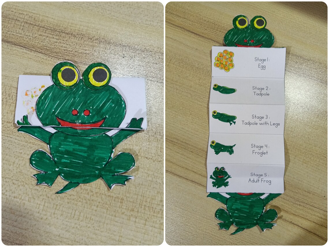 Frog Life Cycle Folding Worksheets Craft Science Unit Coloring Activity ...