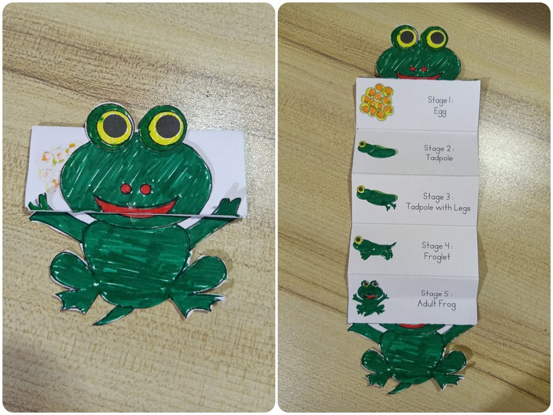 Frog Life Cycle Folding Worksheets Craft Science Unit Coloring Activity ...