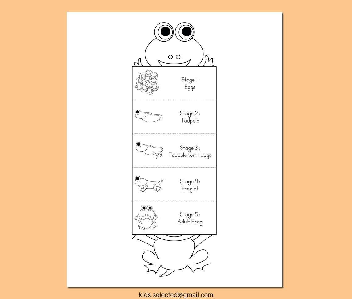 Frog Life Cycle Folding Worksheets Craft Science Unit Coloring Activity ...