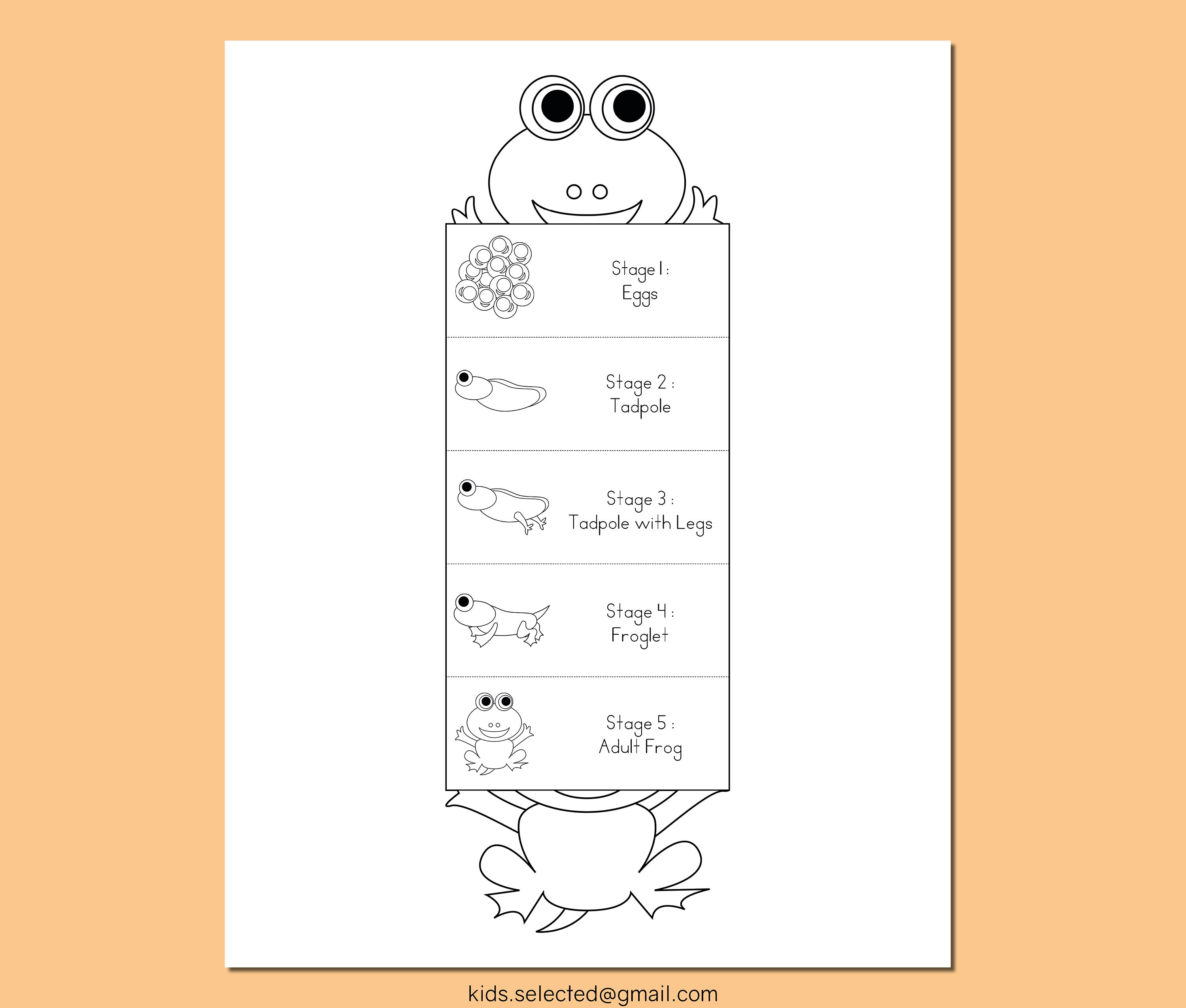 Frog Life Cycle Folding Worksheets Craft Science Unit Coloring Activity ...