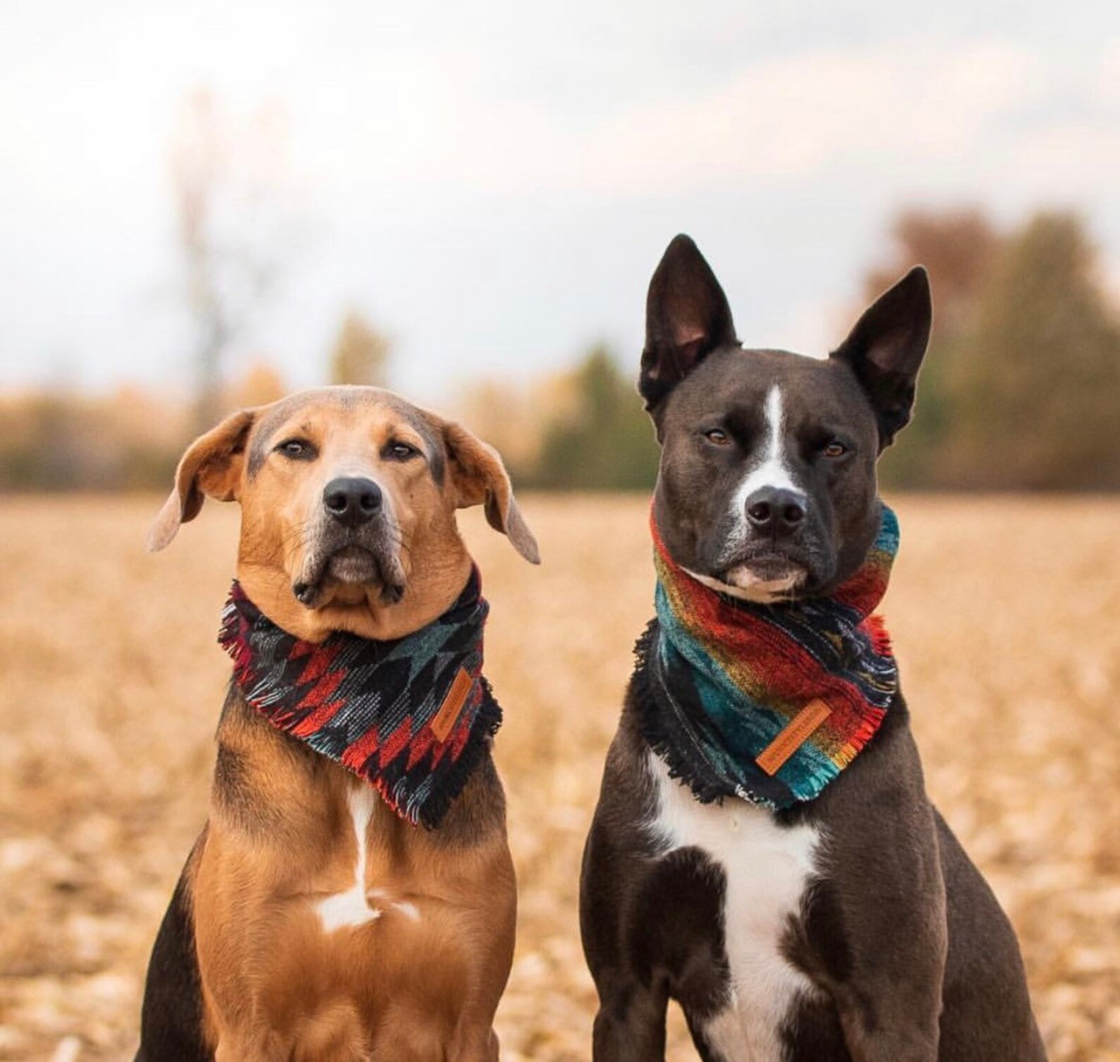 Navajo Dog Bandana Aztec Red & Black Bohemian Woven Tribal - Etsy