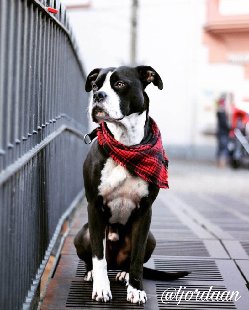 Lumberjack Dog Bandana Red & Black Buffalo Plaid Flannel | Etsy