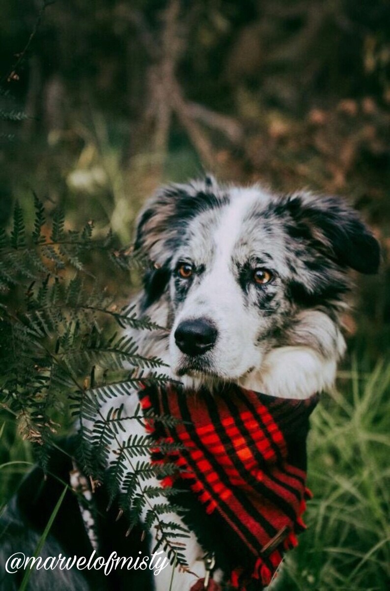 Lumberjack Dog Bandana Red & Black Buffalo Plaid Flannel | Etsy
