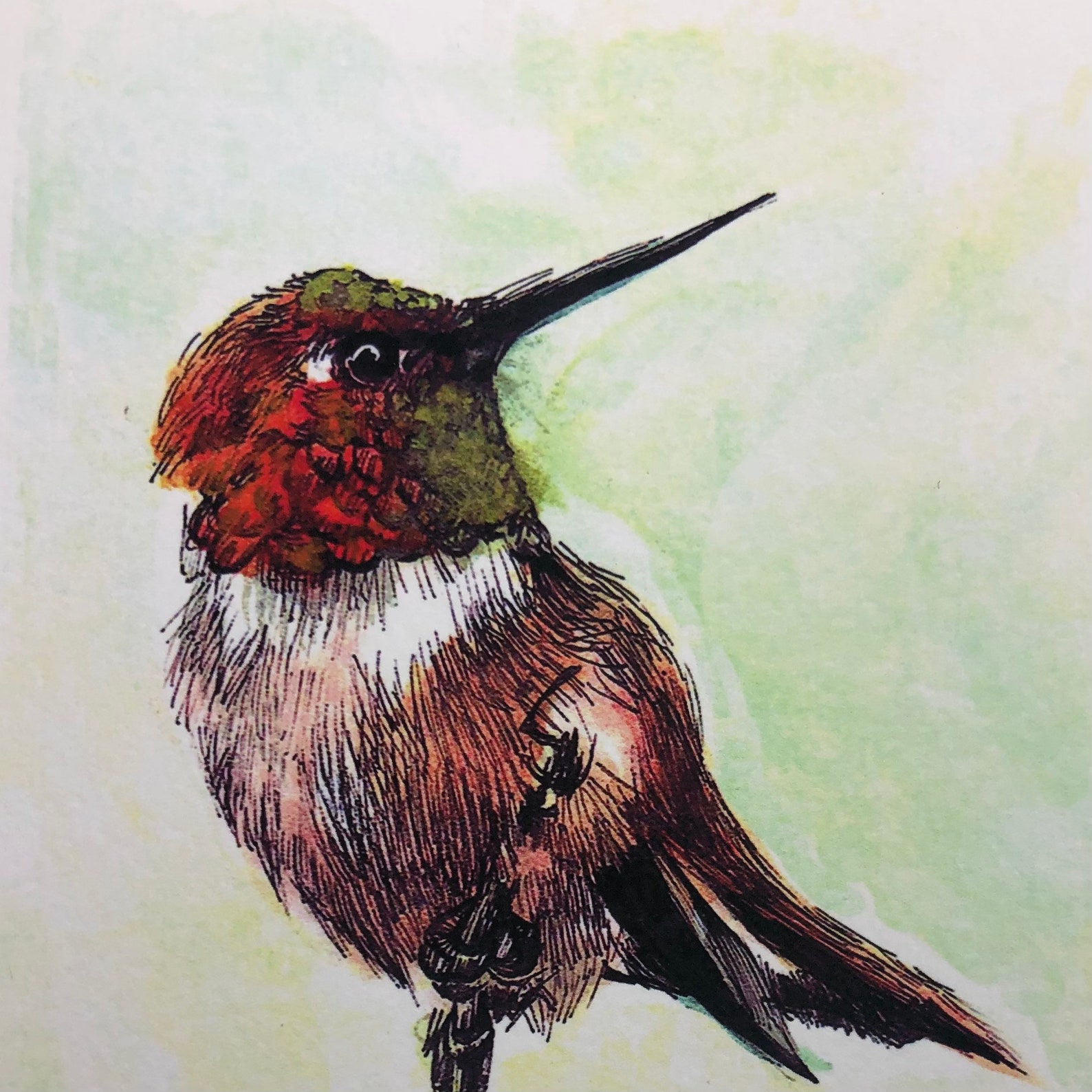 Hummingbird Watercolor Print - Etsy