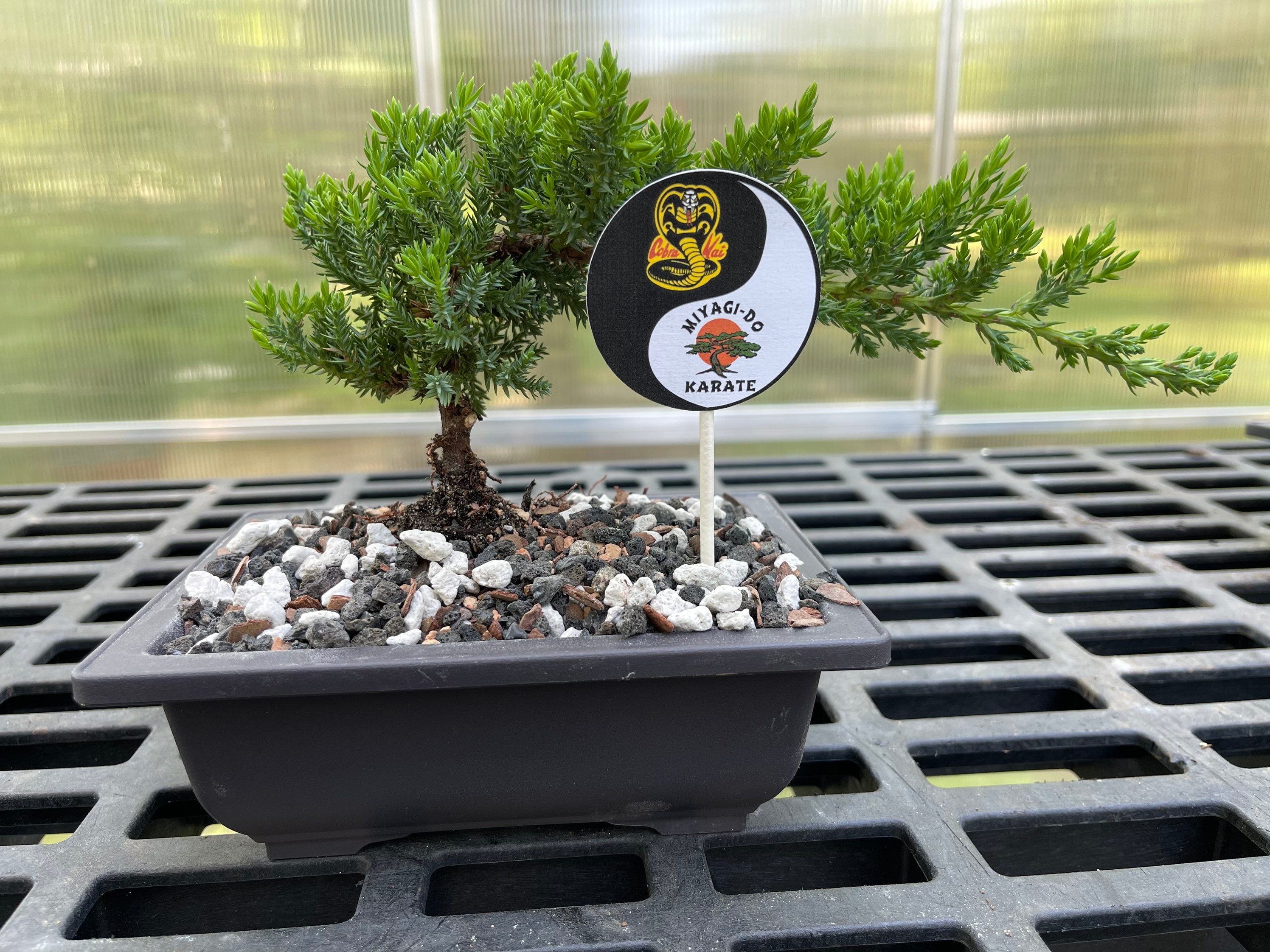 Bonsai Tree Karate Kid