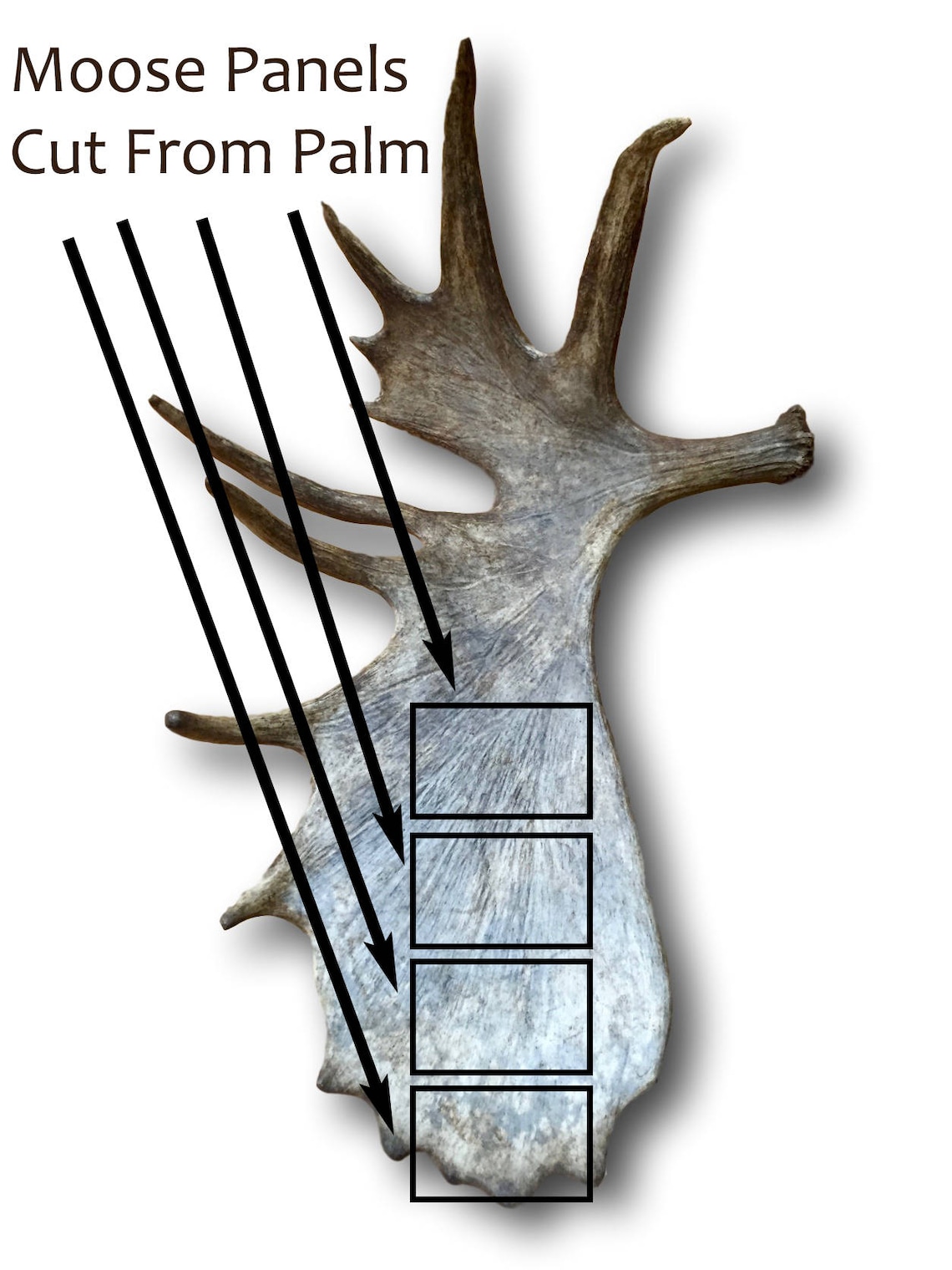 Large Moose Panel Antler USA Shed Antler Chew | Etsy