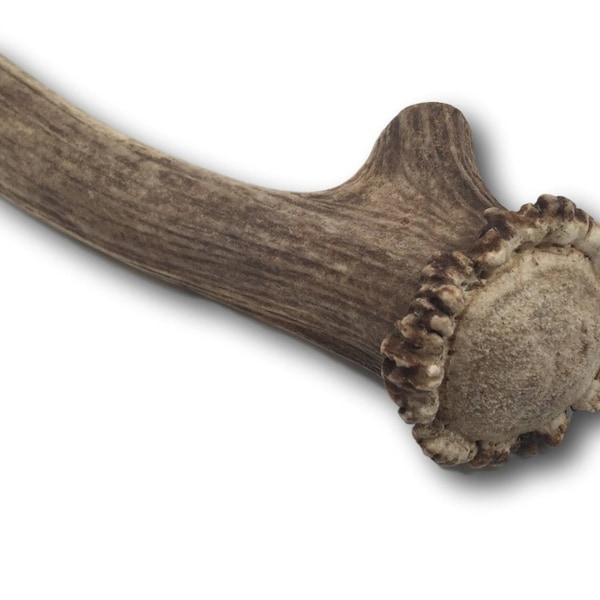 Elk Antler - Etsy