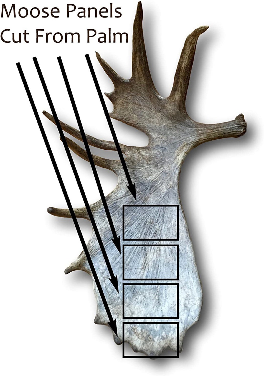Top Dog Chews Large Moose Panel Antler USA Shed Antler Chew - Etsy