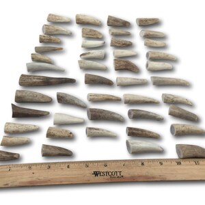 Premium Antler Tips / Points / Tines - by the Pound (+/- an Ounce) - Etsy