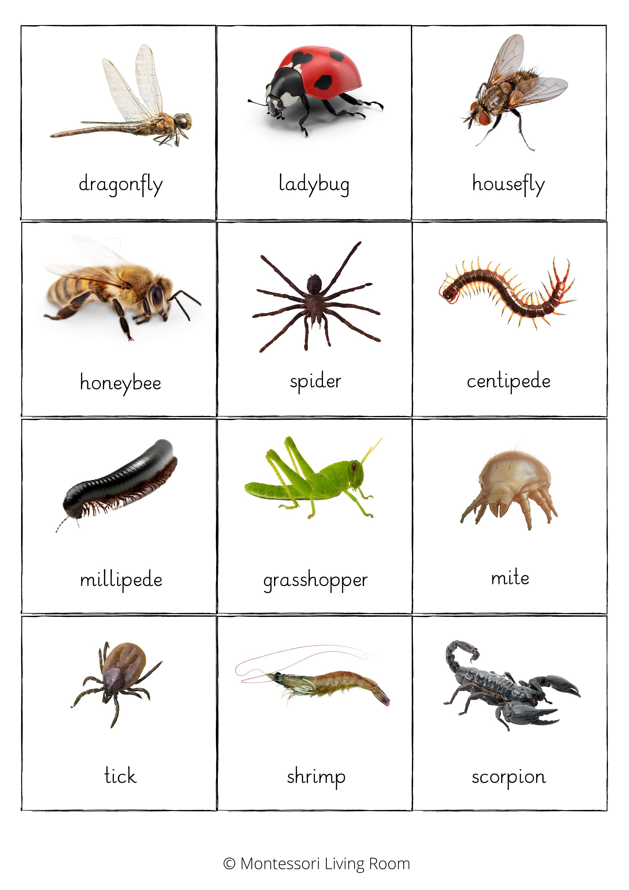 Minibeasts Arthropod Sorting - Etsy