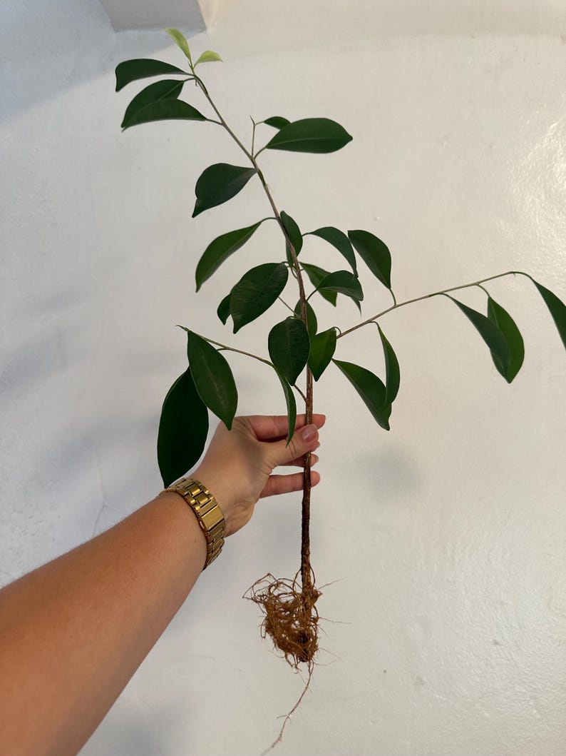 Ficus Benjamina Rooted Cuttings - Etsy